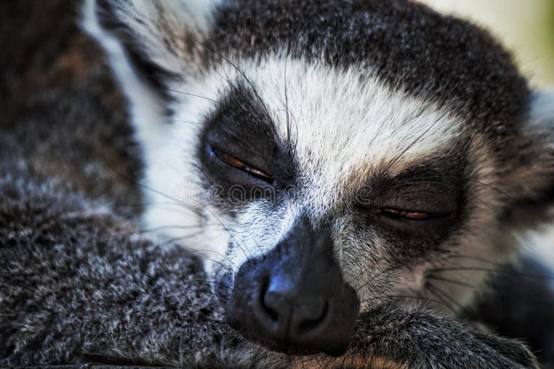454 Lemur Sleeping Stock Photos - Free & Royalty-Free Stock Photos from ...