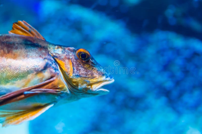 Closeup of the Face of a Sea Bream, Popular Fish Specie from the ...