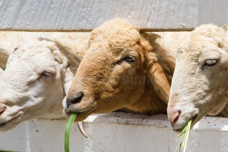 Closeup Face of Sheep in Farm Stock Image - Image of field, summer ...
