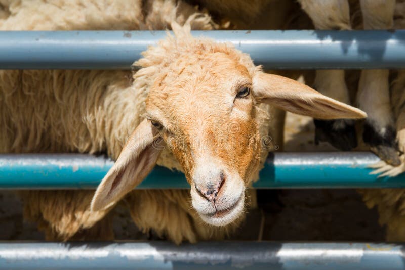 Closeup Face of Sheep in Farm Stock Photo - Image of summer, rural ...
