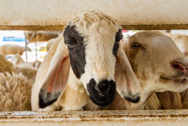 Closeup Face of Sheep in Farm Stock Image - Image of sheep, countryside ...