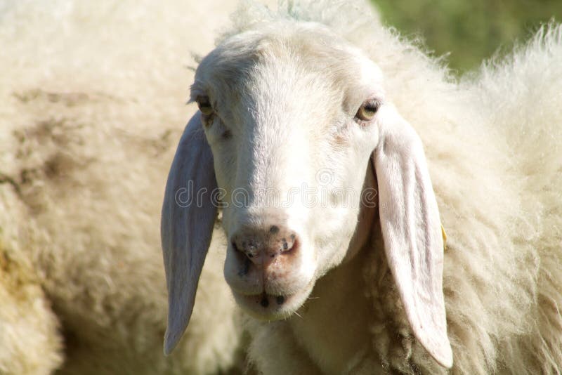 Closeup face of sheep stock photo. Image of close, mammal - 71172386
