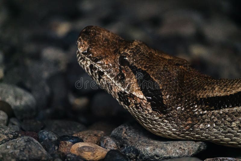 Snake Slithering on the Ground in a Forest, Surrounded by Tall Leaves ...