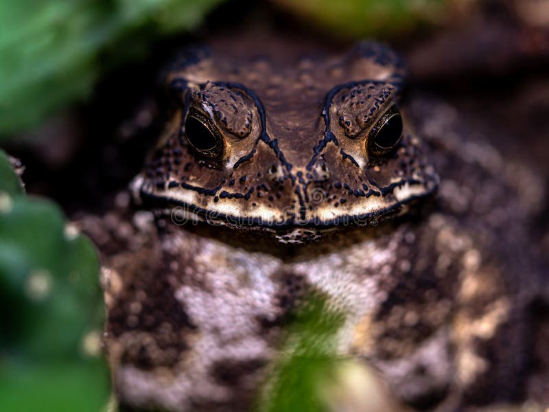 Close-up of the Face of a Toad Bufo Melanostictus Stock Photo - Image ...