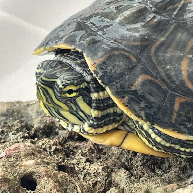 Closeup of a Beautiful Face of Turtle Pet Stock Photo - Image of lines ...