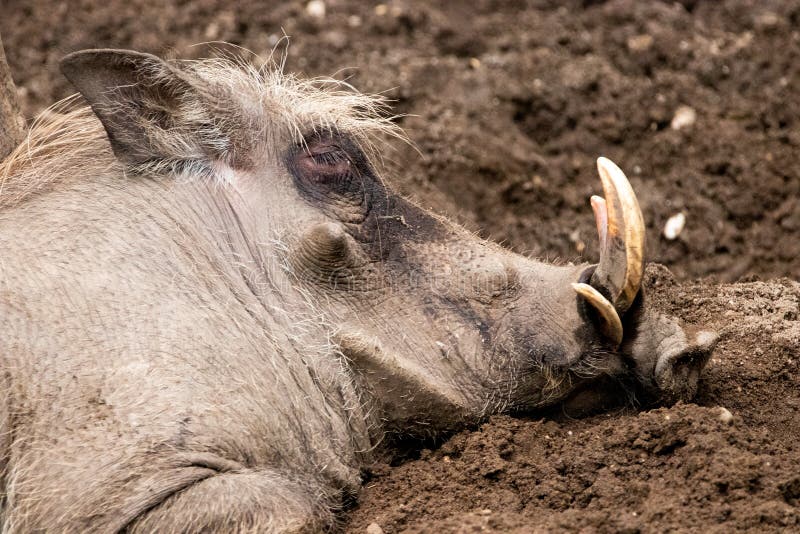 Resting warthog stock photo. Image of outside, wildlife - 189198806