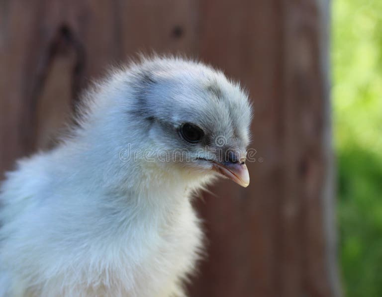 A Closeup on the Face of a Young Light Gray Chick Stock Photo - Image ...