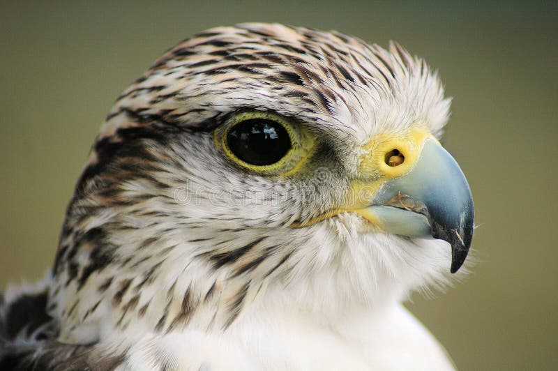 Closeup of Falcon Looking Ahead Stock Photo - Image of falconry, avian ...