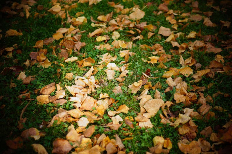 Closeup of the Fall Foliage on the Grass Stock Image - Image of closeup ...
