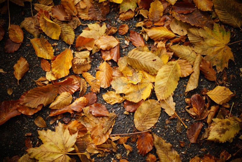 Closeup of the Fall Foliage on the Ground Stock Image - Image of season ...