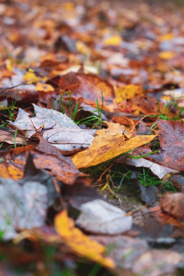 Closeup of Fall Leaves on the Ground Stock Photo - Image of leaf, floor ...