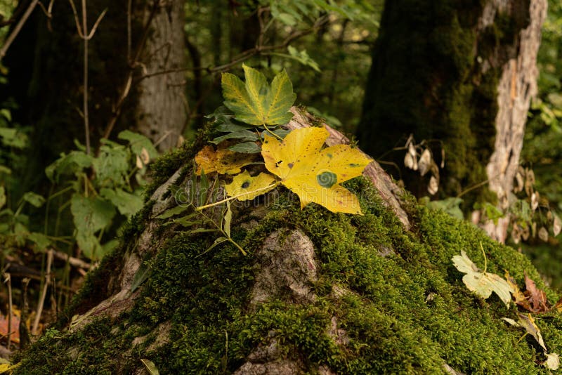 Closeup of Fall Leaves on a Mossy Stone in a Forest Stock Photo - Image ...