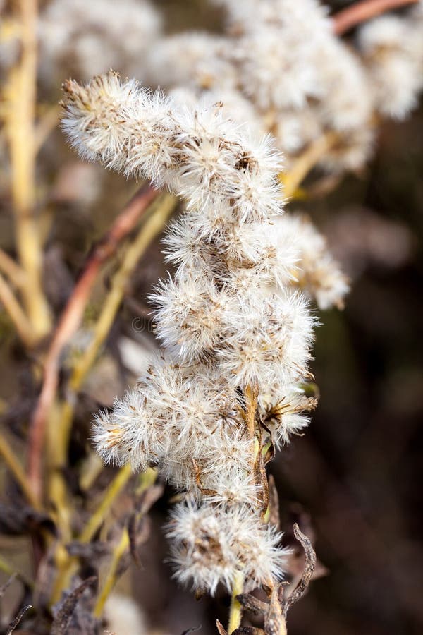 Closeup of Fall Seed Pods from Weed in a Garden Stock Image - Image of ...