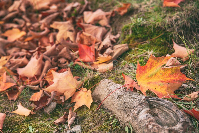Closeup of Fallen Autumn Maple Tree Leaves on the Ground Stock Image ...