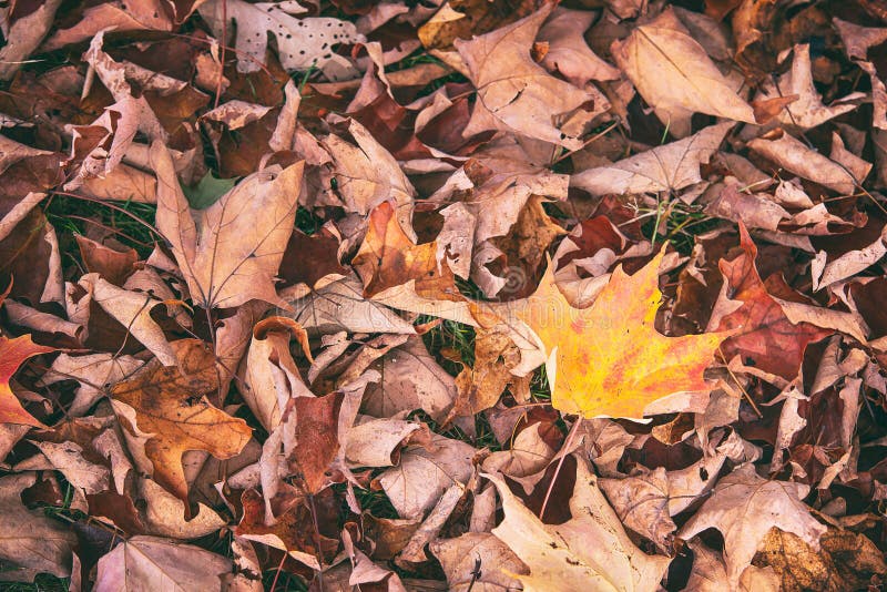 Closeup of Fallen Autumn Maple Tree Leaves on the Ground Stock Photo ...