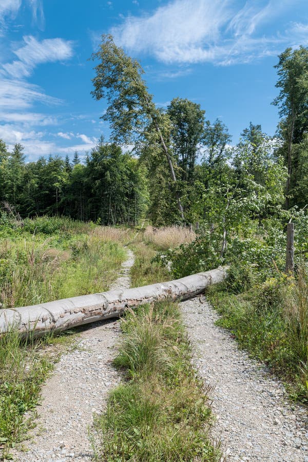 Closeup of Fallen Beech Trunk Blocking Rural Dirt Road by Spruce Forest ...