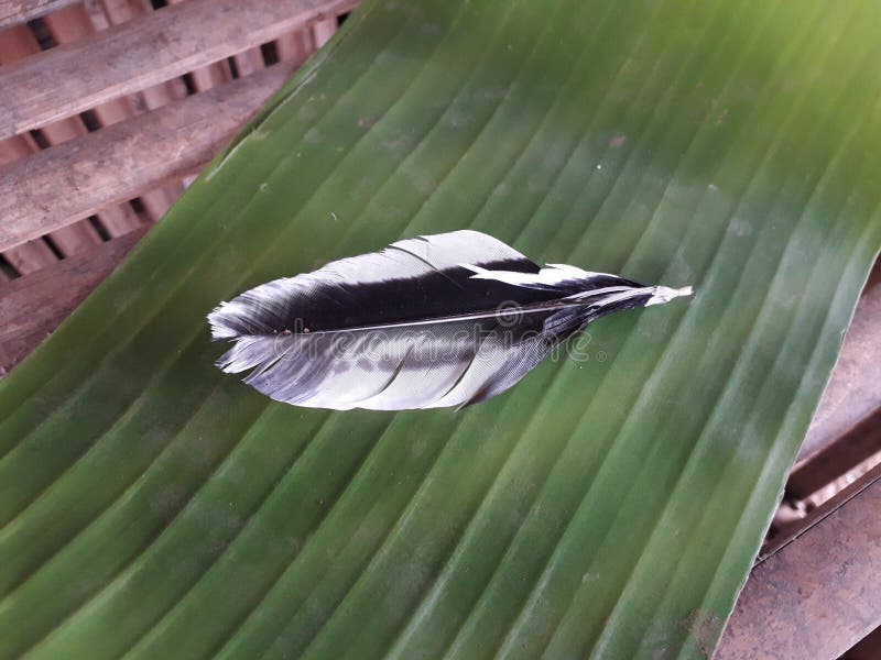 Closeup of Fallen Chicken Feathers on a Banana Leaf with Black and ...