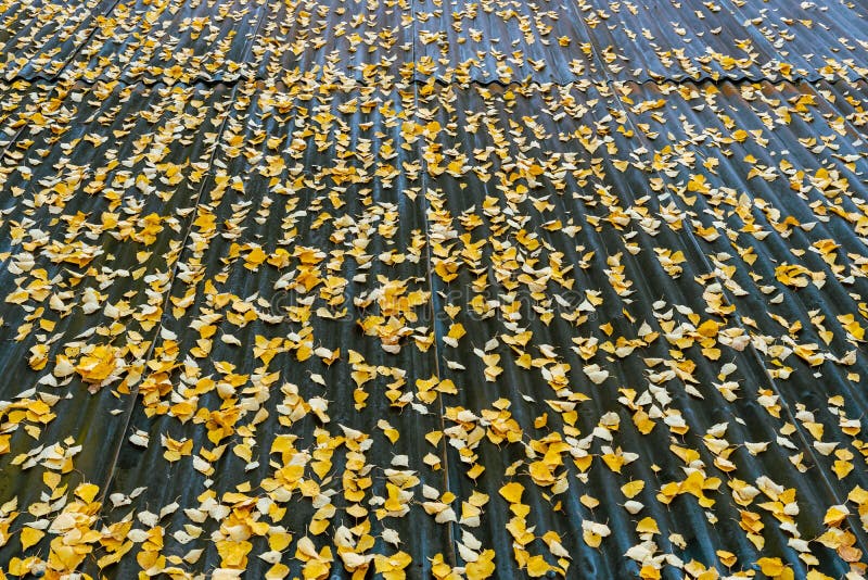 Closeup of Fallen Leaves on Building Wet Roof Stock Photo - Image of ...