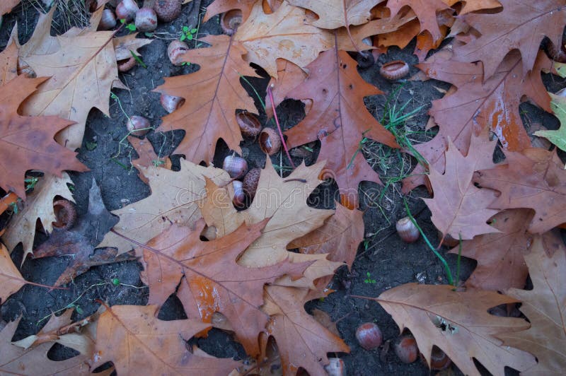 Closeup Fallen Leaves of Trees on the Ground Stock Photo - Image of ...