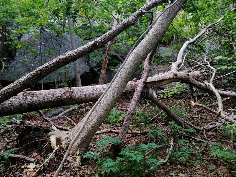 Closeup of Fallen Tree S Branches in the Forest in Ula, Norway Stock ...