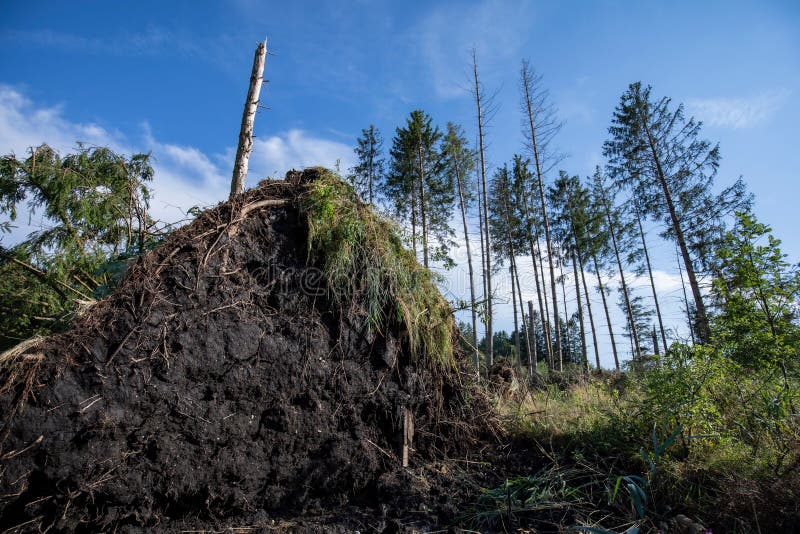 Closeup of a Fallen Tree S Roots with the Soil after the Storm. Stock ...