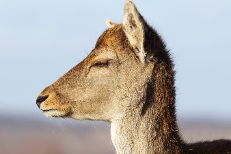 Closeup of Fallow Deer Doe Head Stock Image - Image of beautiful, eyes ...