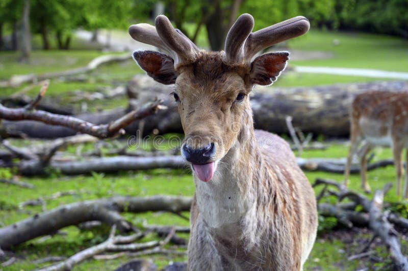 Closeup of a Fallow Deer with Its Tongue Sticking Out Stock Photo ...