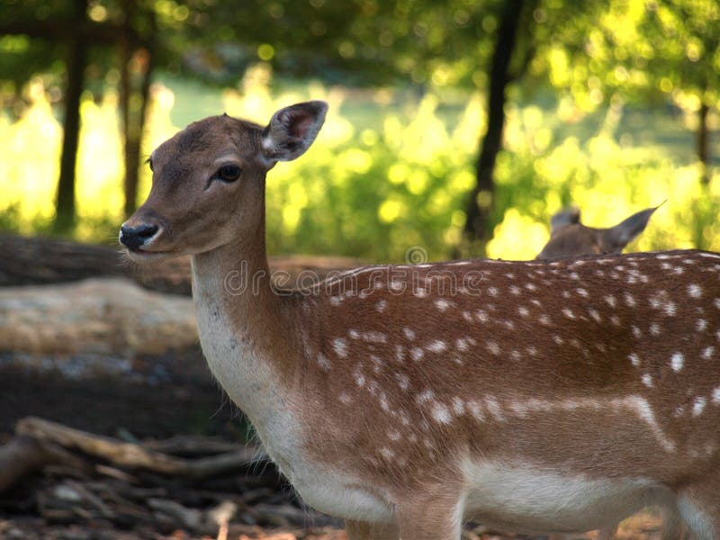 Closeup of Fallow Deer Face Stock Image - Image of mammal, male: 45170605