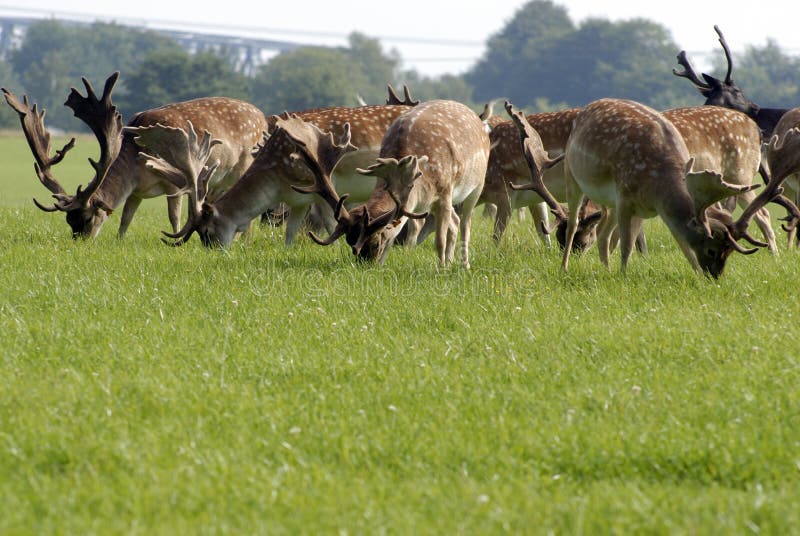 Closeup of Fallow Deer Face Stock Image - Image of mammal, male: 45170605