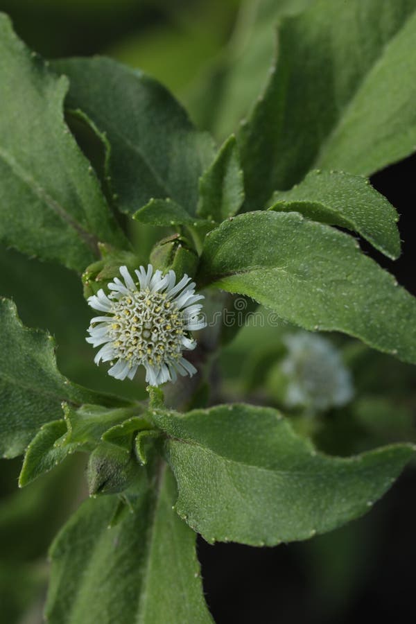 Closeup of a False Daisy Flower Stock Image - Image of medicinal, flora ...