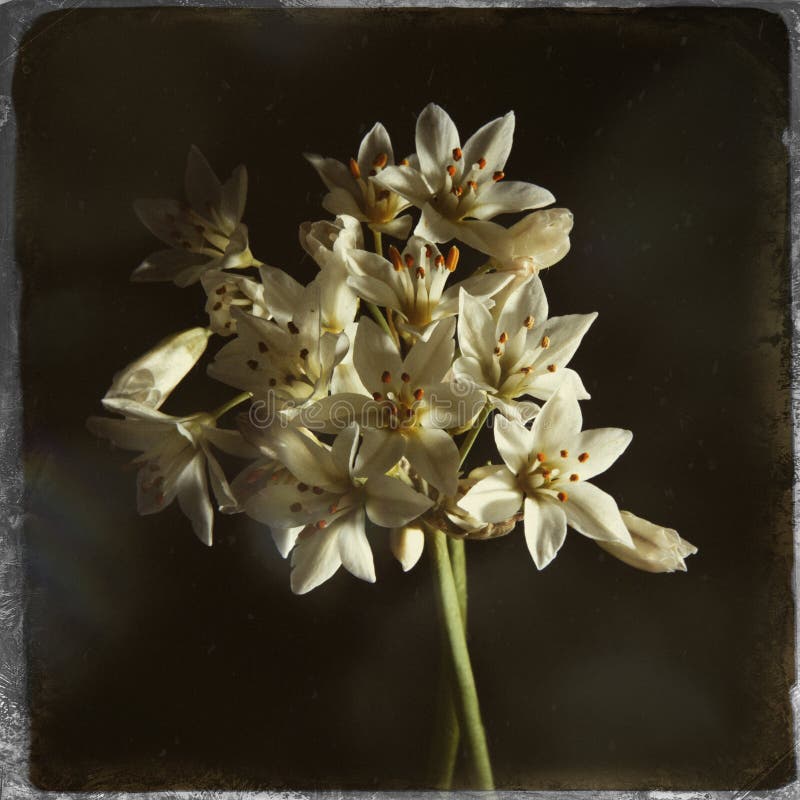 False Garlic stock image. Image of meadows, flowers, bright - 89225019