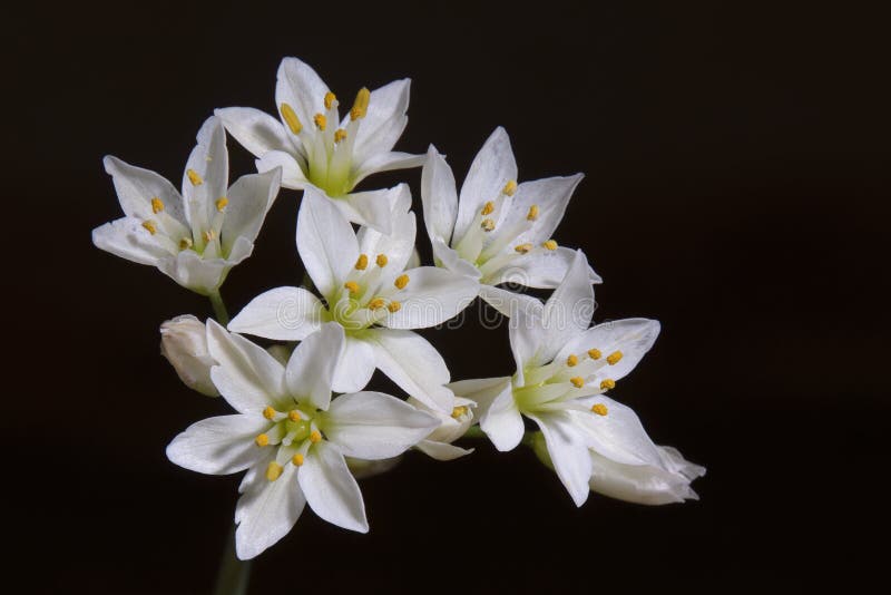 False Garlic stock image. Image of meadows, flowers, bright - 89225019