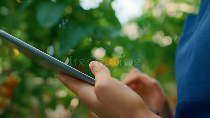 Closeup Farmer Collecting Data of Trees Cultivation with Technological ...
