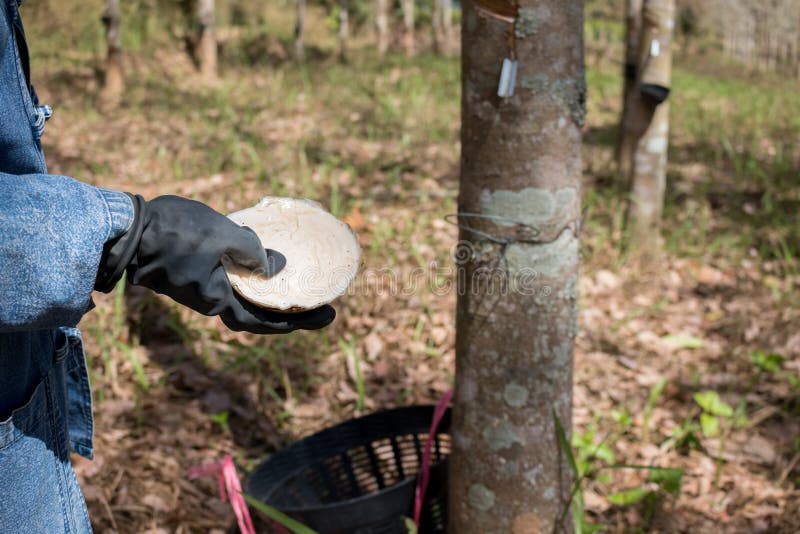 Close Up of Farmer Harvesting Rubber Cup Lump from Rubber Tree ...