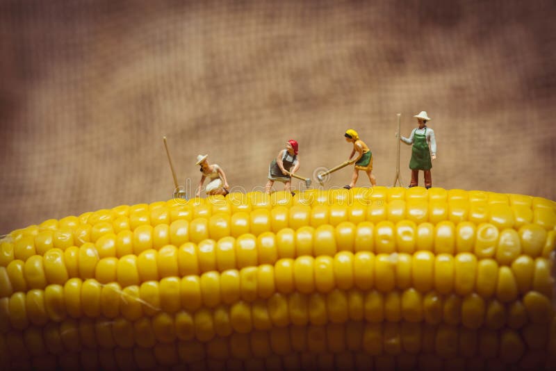 Closeup of Farmers with Corn Cob. Macro Photo Stock Photo - Image of ...