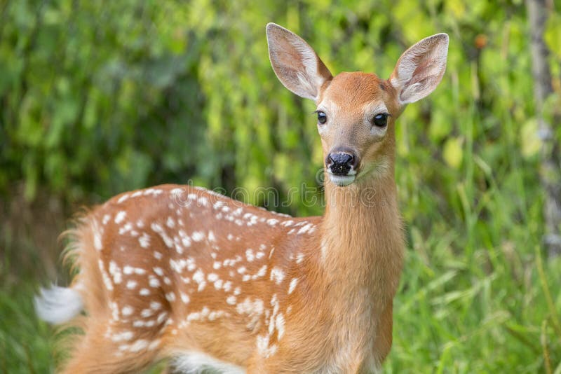 Closeup of a Fawn stock photo. Image of staring, mammal - 160433702