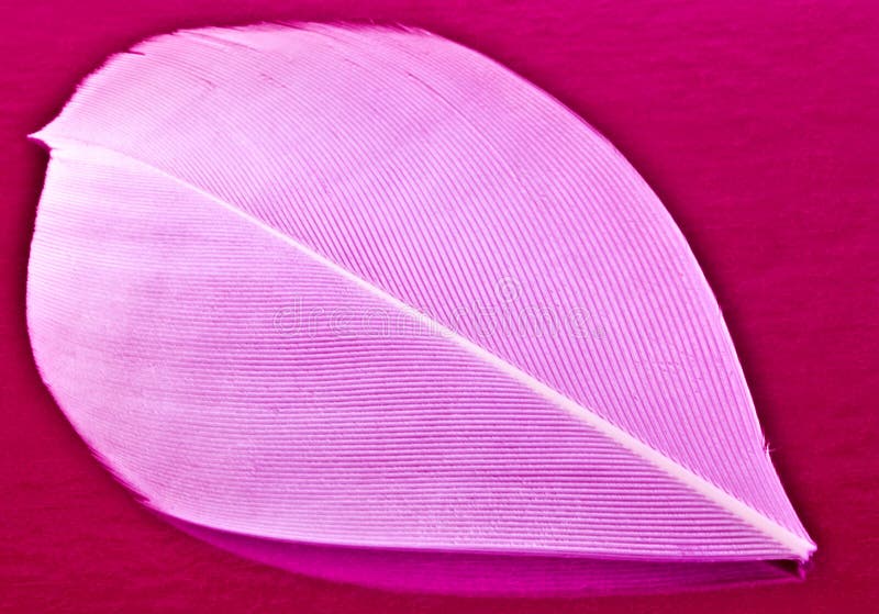 A Single Pale Pink Feather on a Dark Pink Background. Stock Image ...
