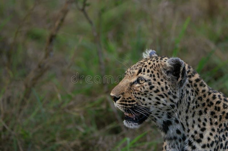 A Closeup of Female African Leopard S Head. Stock Photo - Image of ...