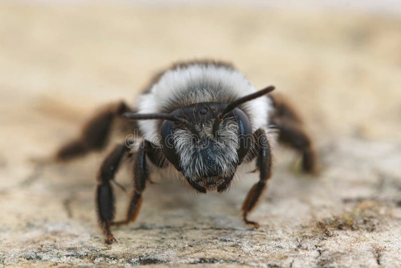 Closeup of a Female Ashy Mining Bee, Andrena Cineraria Stock Image ...