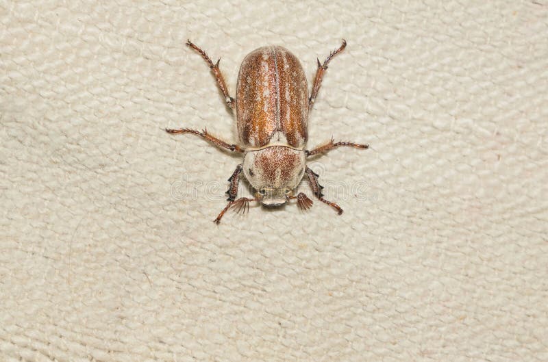 Closeup the Female Beetle Polyphylla Alba Stock Photo - Image of ...