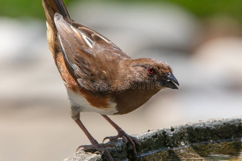 Closeup of Female Eastern Towhee Bird Stock Photo - Image of ...