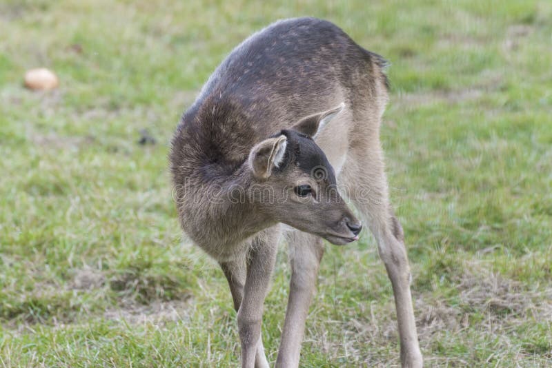 Closeup of an Female Fallow Deer Stock Photo - Image of coat ...