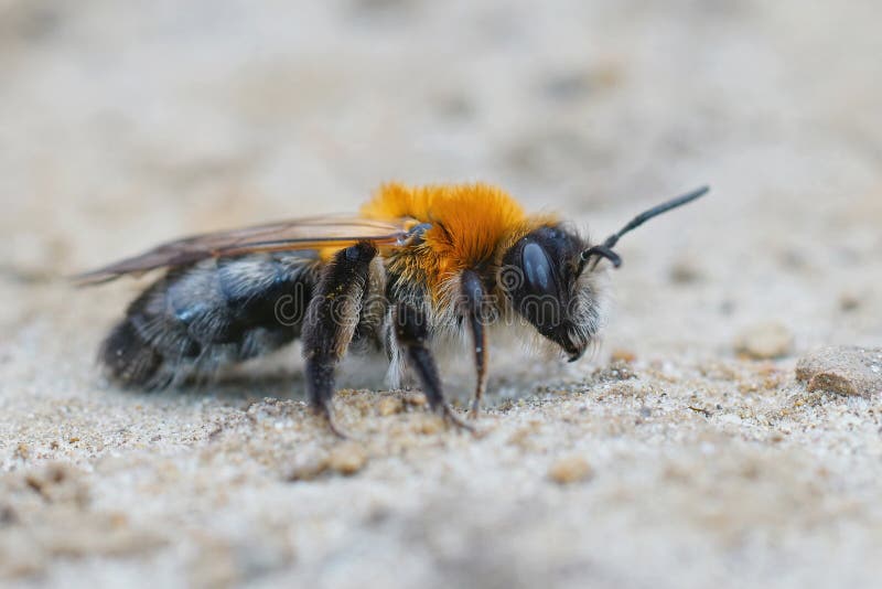 Closeup of a Female, Grey-patched Mining Bee, Andrena Nitida on Sandy ...