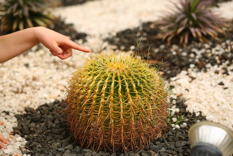 209 Hand Touch Cactus Stock Photos - Free & Royalty-Free Stock Photos ...