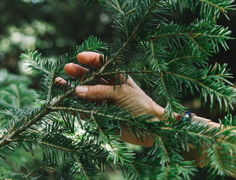 Closeup of a Female Hand Touching the Branches of a Tree Stock Image ...