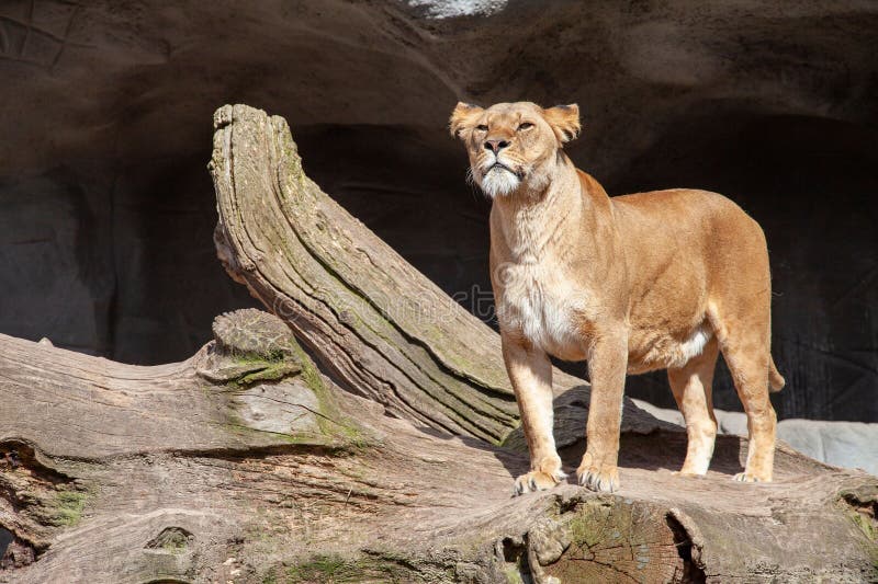 Closeup of a Female Lion Standing on a Big Broken Tree Stock Photo ...