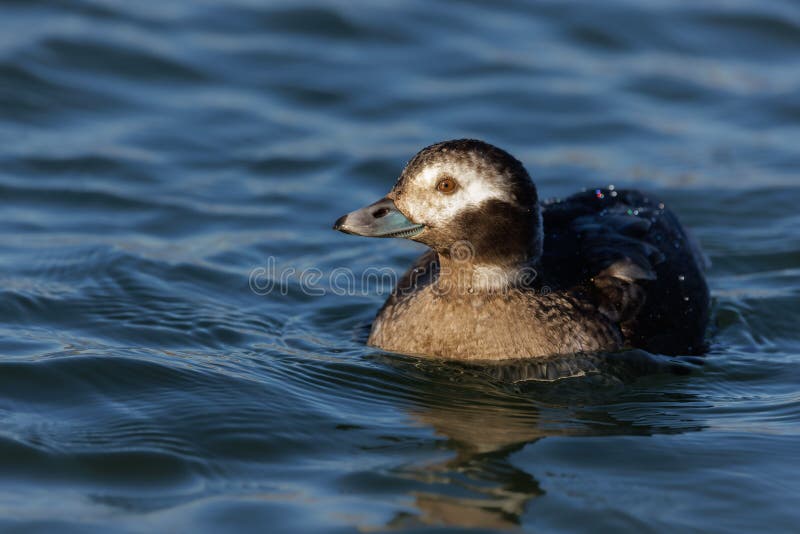 Closeup of a Female Long-tailed Duck in Water Stock Photo - Image of ...