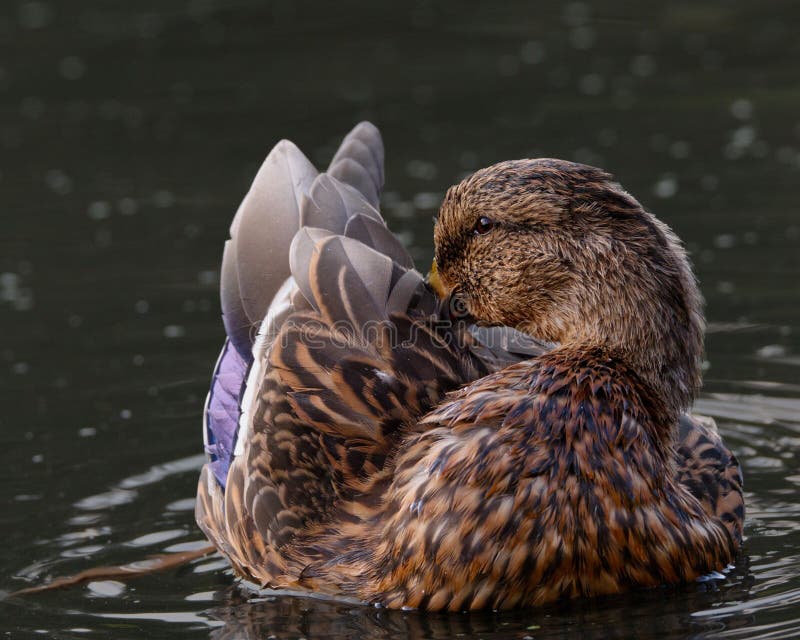 Closeup of a Female Mallard Duck Preening Stock Photo - Image of beak ...