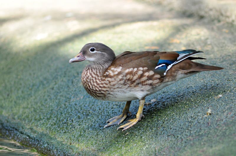 Closeup Female Mandarin Duck Stock Photo - Image of color, beak: 23698564