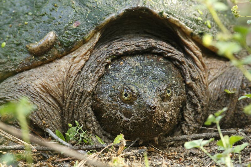 Snapping Turtle with Debris on Shell Stock Image - Image of herptile ...